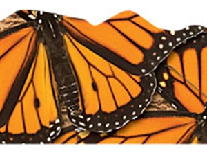 Monarch Butterflies Discovery Border