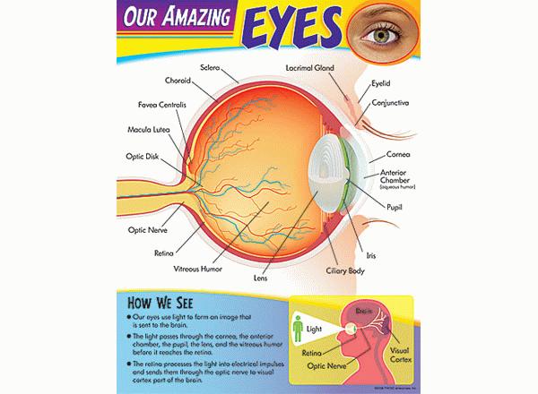 Eyes Learning Chart